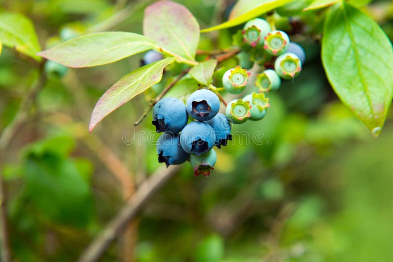 Bosbes stock foto. Image of zoet, organisch, tuin, groen - 32678564