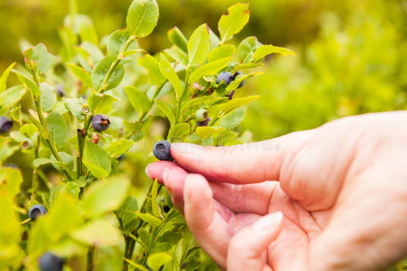 Bosbessenstruik in Bossen Met Onrijpe Bosbessen. Wijdverbreide ...