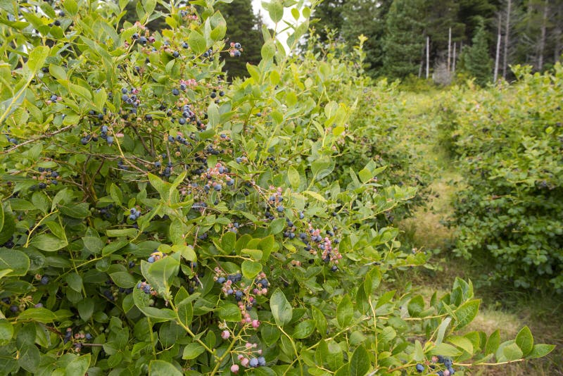 Noordelijke Vaccinium Van De Highbushbosbes Corymbosum - Vergankelijke ...