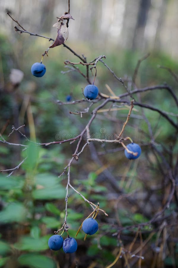 Bosbes in het bos stock foto. Image of gras, blauw, najaar - 103662718