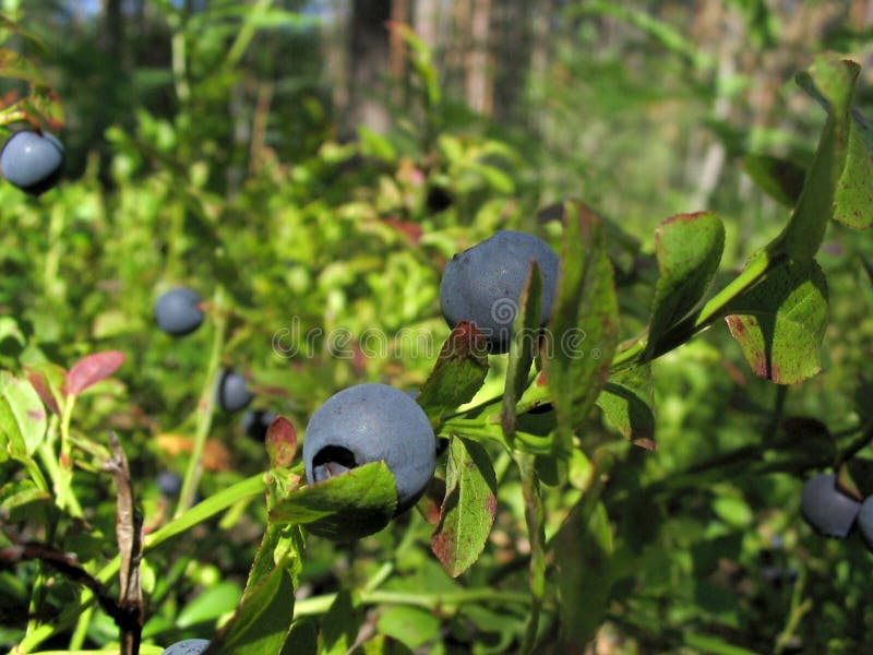 Bosbes-struik stock foto. Image of groei, bosbes, medisch - 2385632