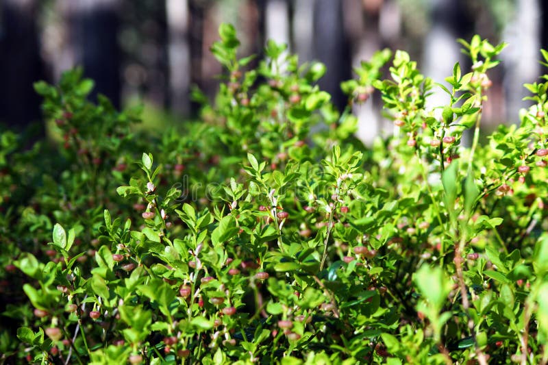 Bosbes (vaccinium Myrtillus) Struik Met De Bloemen Stock Afbeelding ...