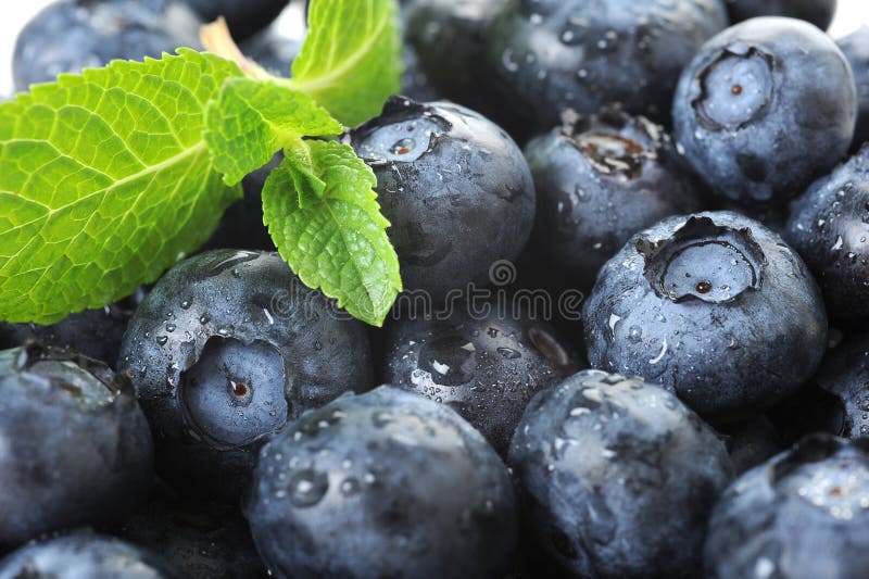 Bosbessen stock afbeelding. Image of rijp, bosbes, gezondheid - 13063325