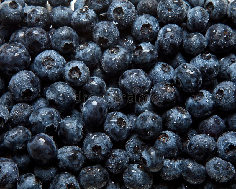 Bosbessen stock foto. Image of vrucht, lente, kleurrijk - 13108654