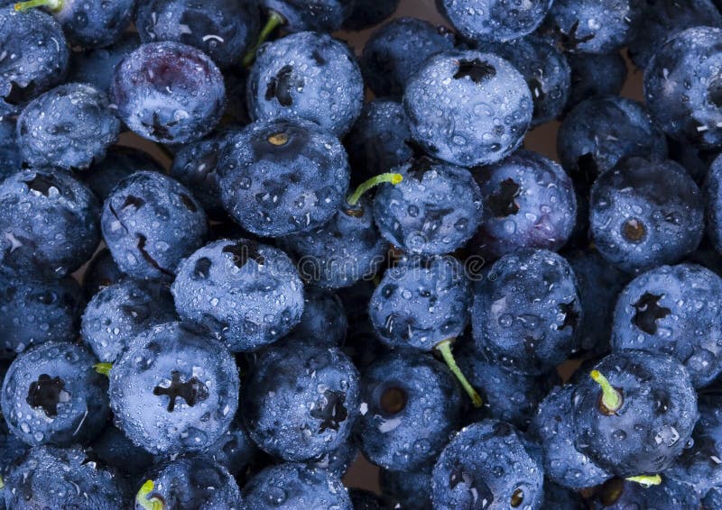 Bosbessen stock foto. Image of energie, huckleberries - 1990904