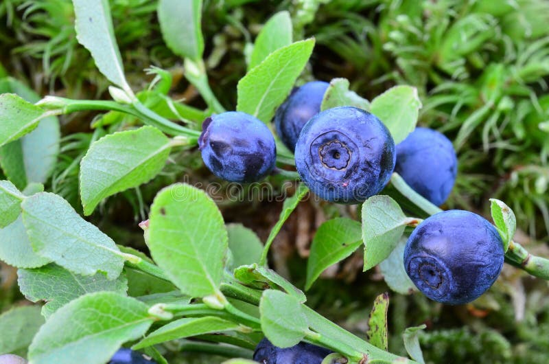 Het kweken van bosbessen stock foto. Image of blauw, blad - 25631404