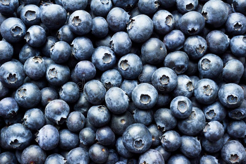 Bosbessen stock foto. Image of sappig, groen, gezond - 101282568