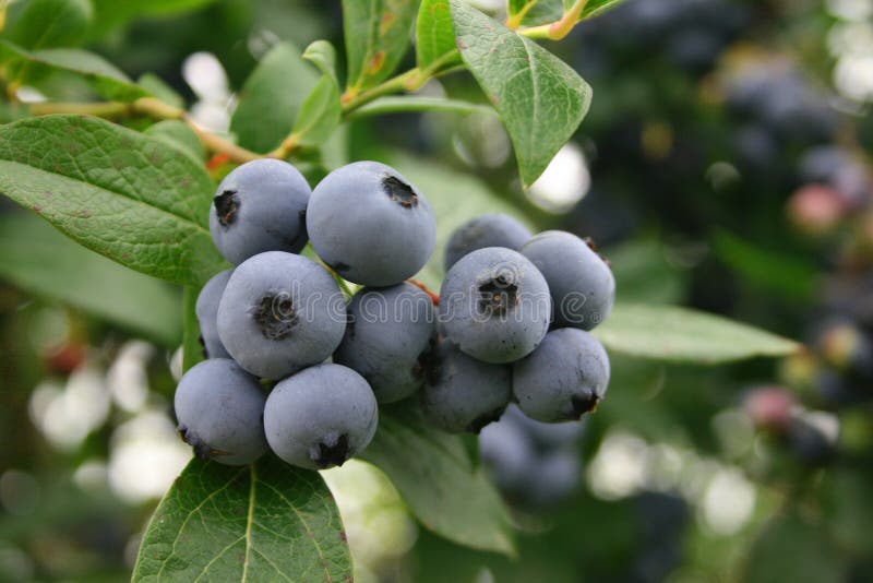 Bosbessen op de struik stock afbeelding. Image of oogst - 12882653
