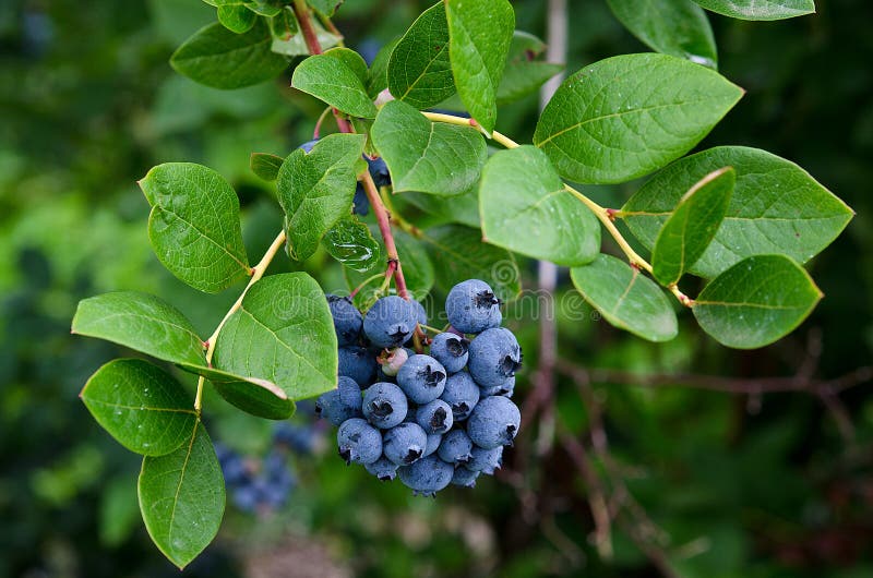 De bessen van de bosbes stock afbeelding. Image of voedsel - 12010787