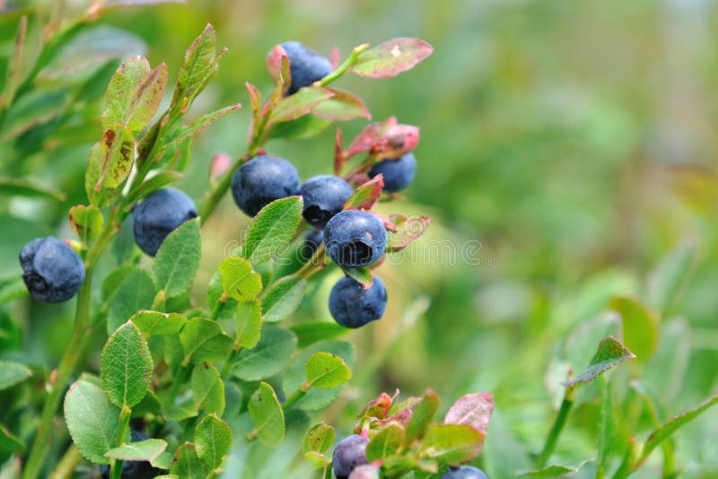 Bush-bosbessen Met Rijpe Purpere Bessen Onder Struikgewas Van Wild ...