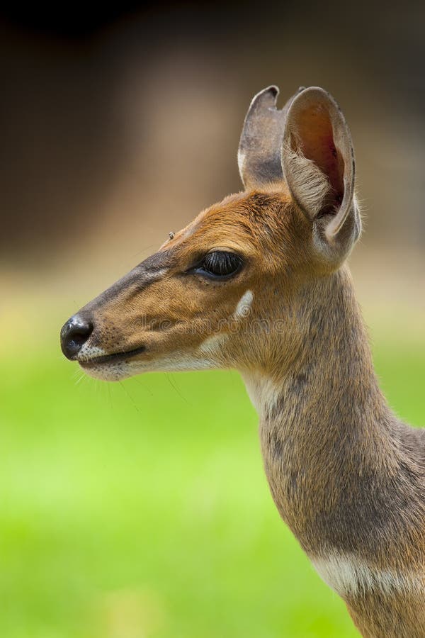 Bosbok De Bushbuck Tragelaphus Scriptus Foto de archivo - Imagen de ...