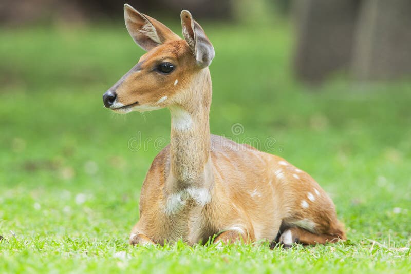Bosbok, Bushbuck, Tragelaphus Scriptus Stock Photo - Image of south ...
