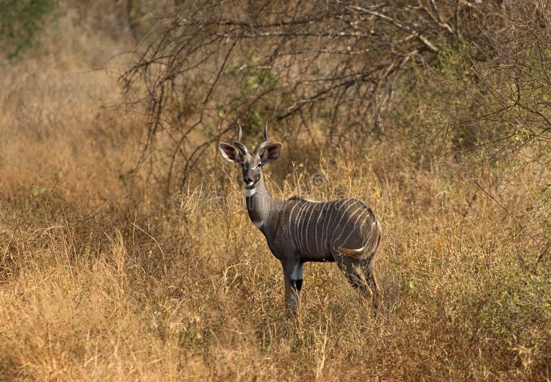 Bosbok De Bushbuck Tragelaphus Scriptus Foto de archivo - Imagen de ...