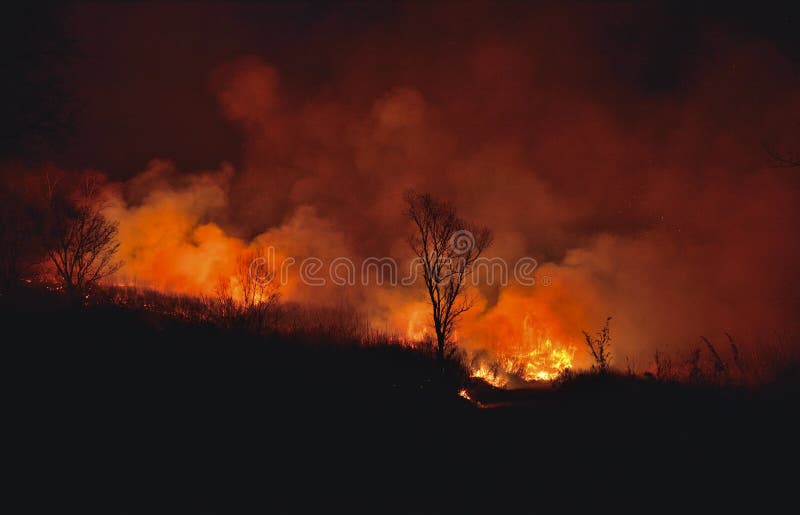 Het bos van de herfst stock afbeelding. Image of gouden - 16133677