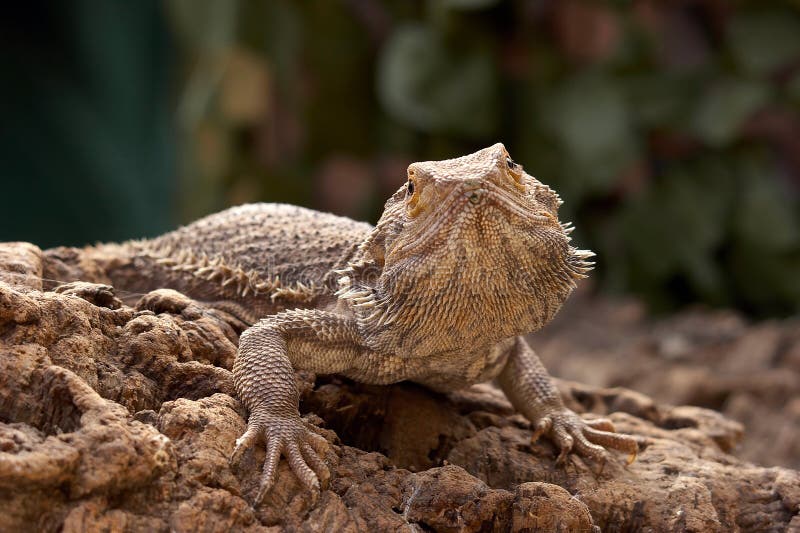 Bosc Monitor Lizard Picture. Image: 4078698
