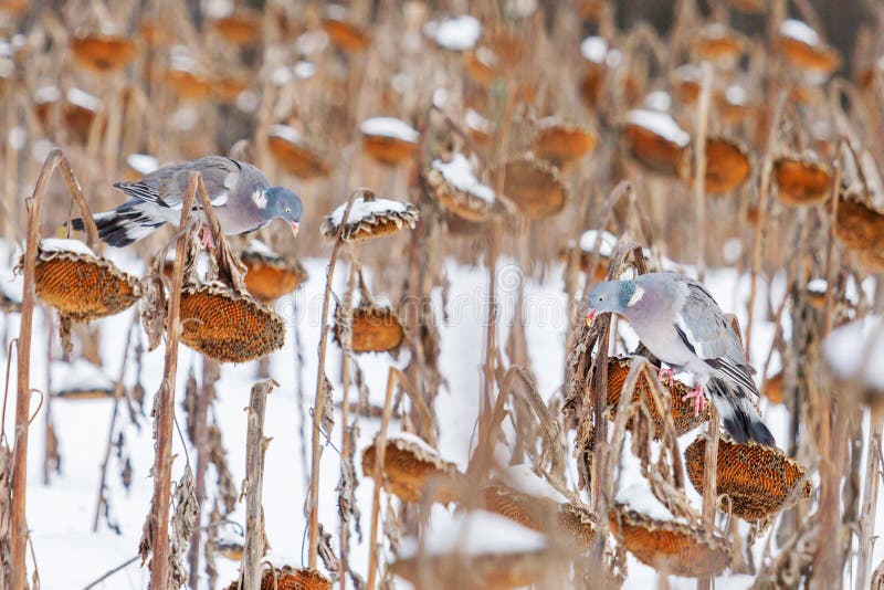 De Vogel Eet Rode Bessen Op Een De Winter Zonnige Dag Stock Foto ...