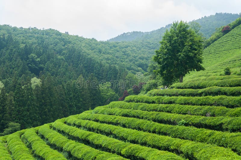 Boseong Tea Fields stock photo. Image of field, fields - 41506856