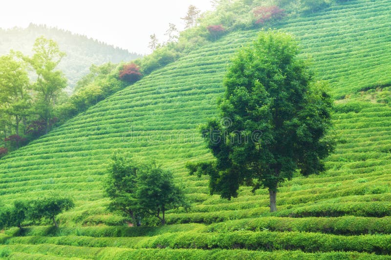 Boseong Tea Fields stock photo. Image of korea, korean - 41506908