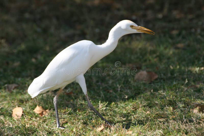 Bosluis Voel stock image. Image of white, bosluis, birds - 10182669