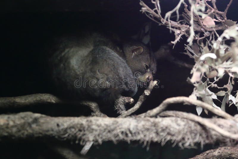 Bosman`s Potto, Perodicticus Potto, Adult Stock Image - Image of loris ...