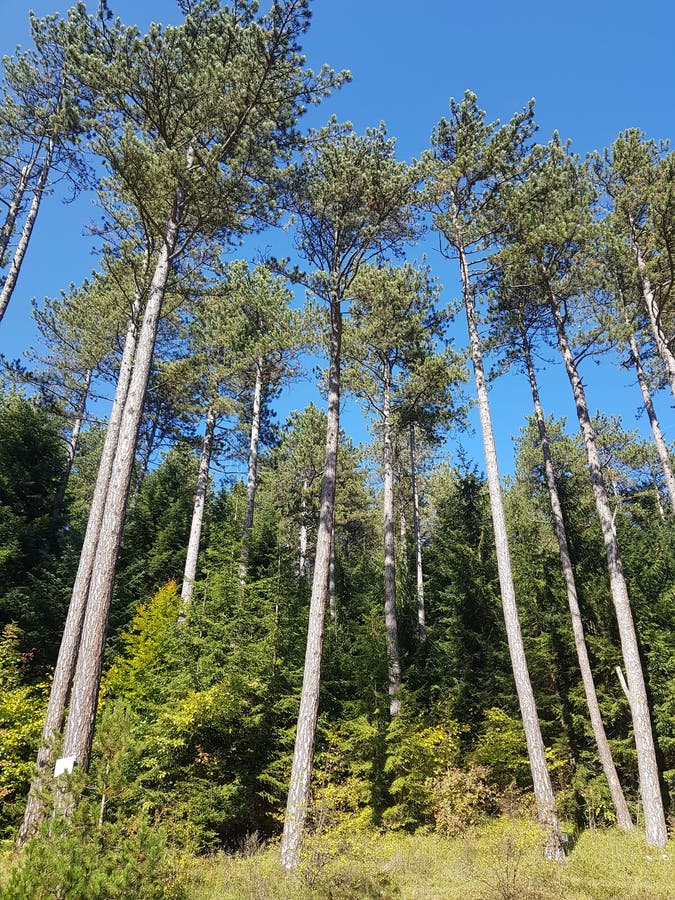 Bosnian Autumn Landscape and Forest Stock Image - Image of wilderness ...