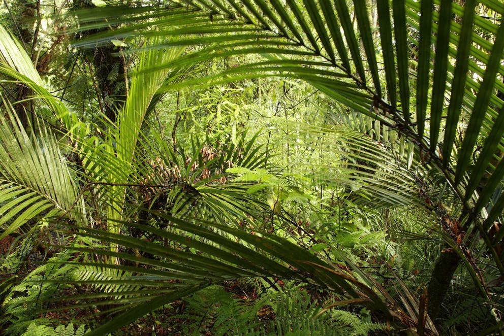 Bosque foto de archivo. Imagen de fondo, fondos, maderas - 2848656