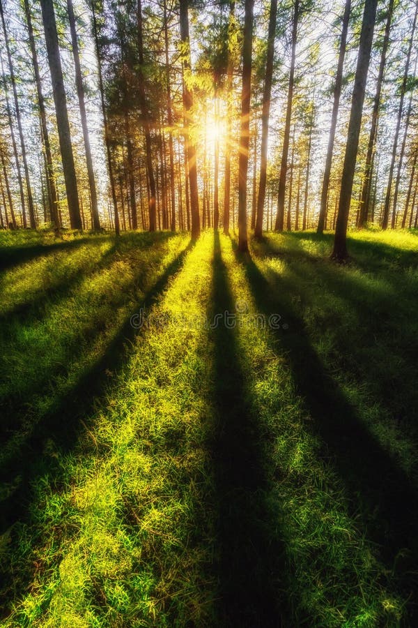 Bosque asoleado imagen de archivo. Imagen de rayos, vigas - 55810775