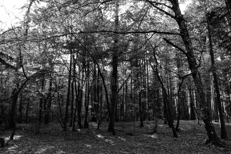 Bosque blanco y negro foto de archivo. Imagen de selva - 135292710