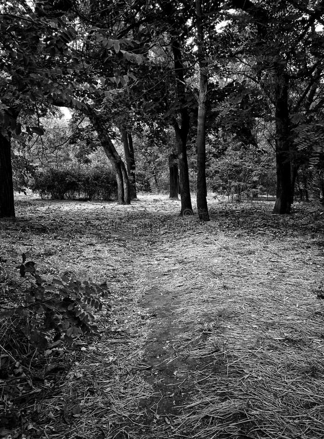 Bosque blanco y negro foto de archivo. Imagen de color - 77423874