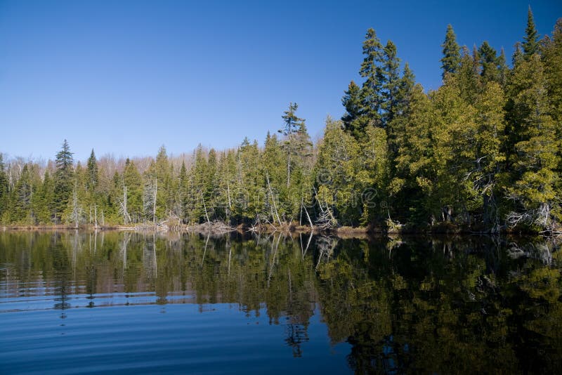 Bosque boreal foto de archivo. Imagen de agua, quebec - 2651436