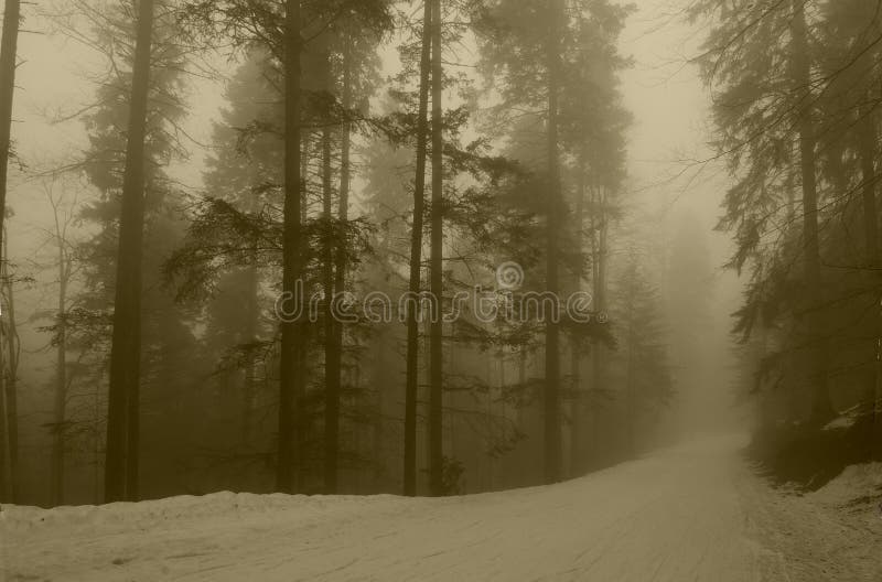 Bosque brumoso imagen de archivo. Imagen de paisaje, nieve - 10255809