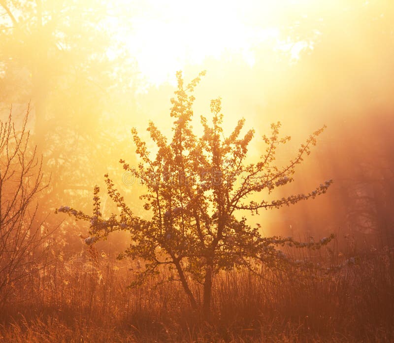Bosque brumoso foto de archivo. Imagen de campo, cubo - 10270278