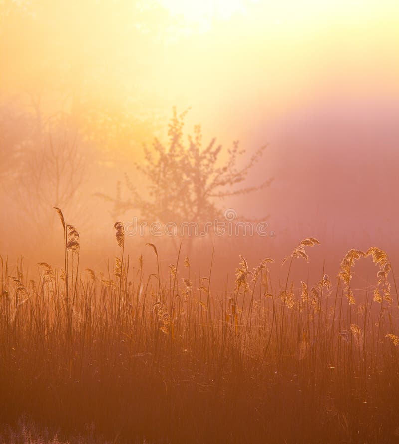 Bosque brumoso foto de archivo. Imagen de madera, crimea - 10276188
