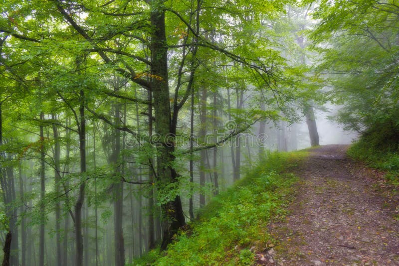Bosque brumoso imagen de archivo. Imagen de verano, exterior - 23076967