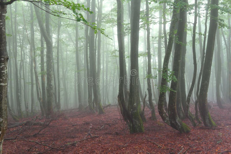 Bosque brumoso imagen de archivo. Imagen de hermoso, magia - 25615317