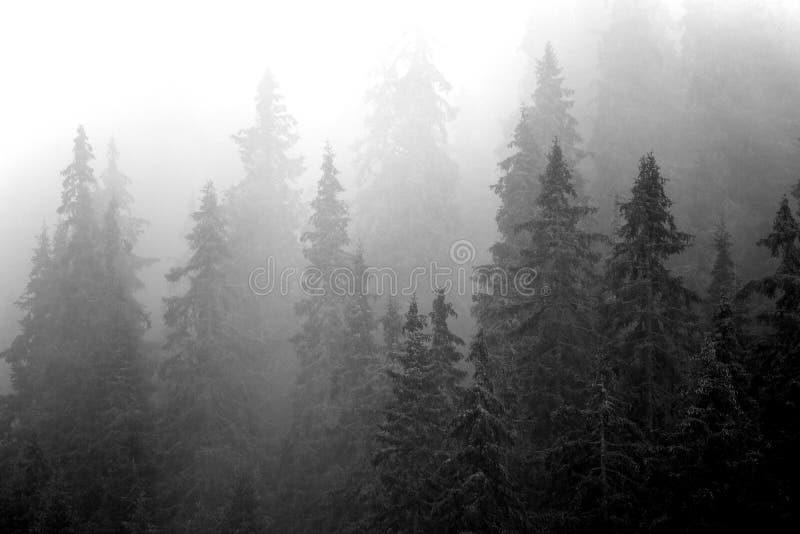 Bosque brumoso foto de archivo. Imagen de atmosférico - 3072982