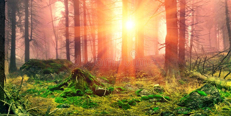 Bosque brumoso. foto de archivo. Imagen de fondo, ramificaciones - 36247026