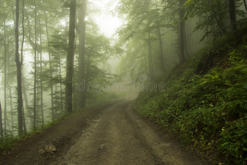 Bosque brumoso foto de archivo. Imagen de color, etéreo - 37164828