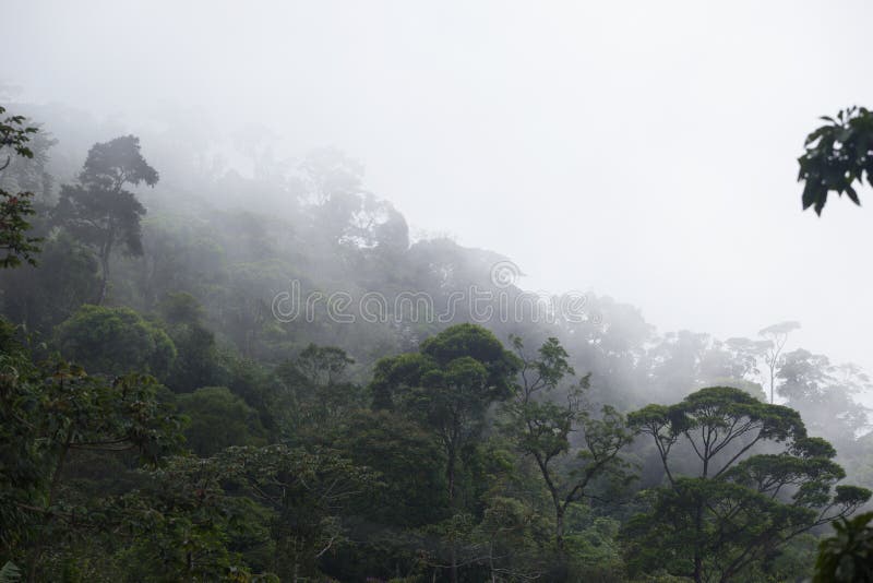 Bosque brumoso de la selva foto de archivo. Imagen de exterior - 125444012