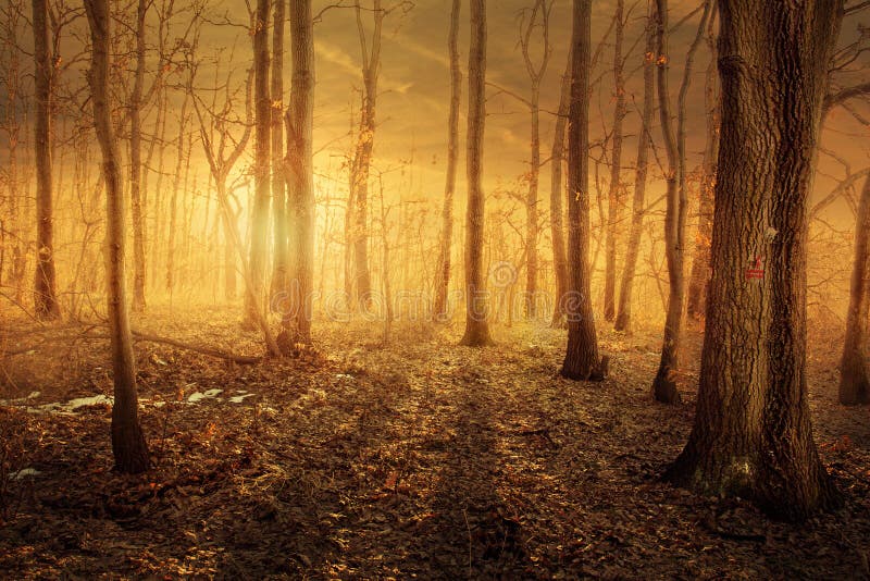 Bosque con la luz mágica foto de archivo. Imagen de invierno - 28593214