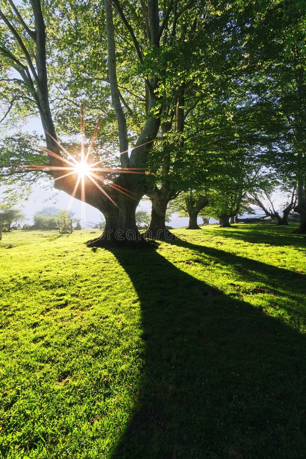 Bosque Con La Luz Y Las Sombras Imagen de archivo - Imagen de verde ...