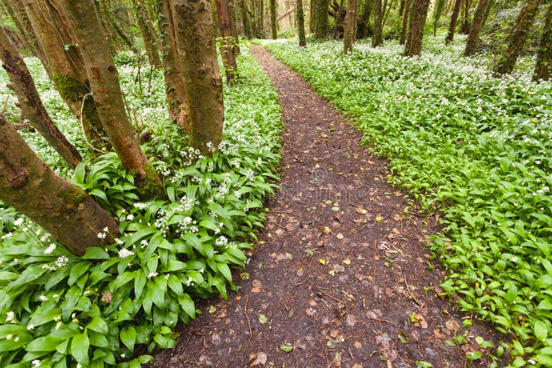 Bosque Con Las Flores Blancas. Imagen de archivo - Imagen de carril ...