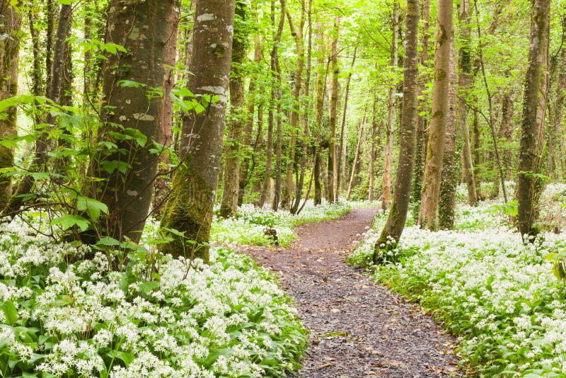 Bosque Con Las Flores Blancas. Imagen de archivo - Imagen de carril ...