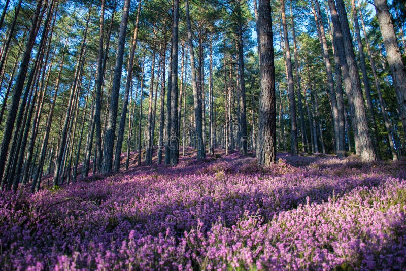 Bosque Con Las Flores Rosadas De Erika Foto de archivo - Imagen de ...