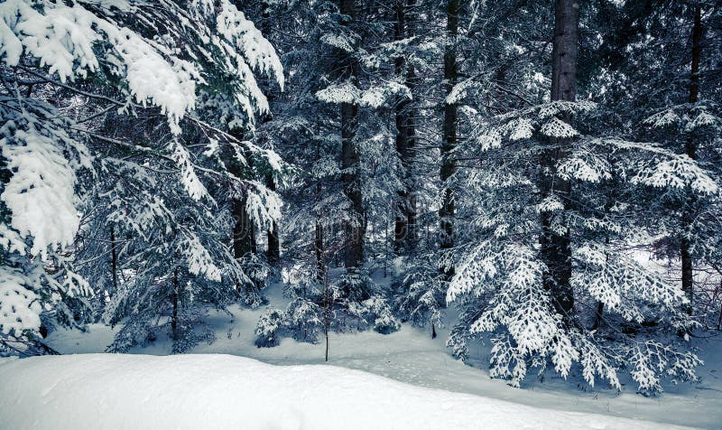 Bosque con nieve fresca foto de archivo. Imagen de exterior - 197234618