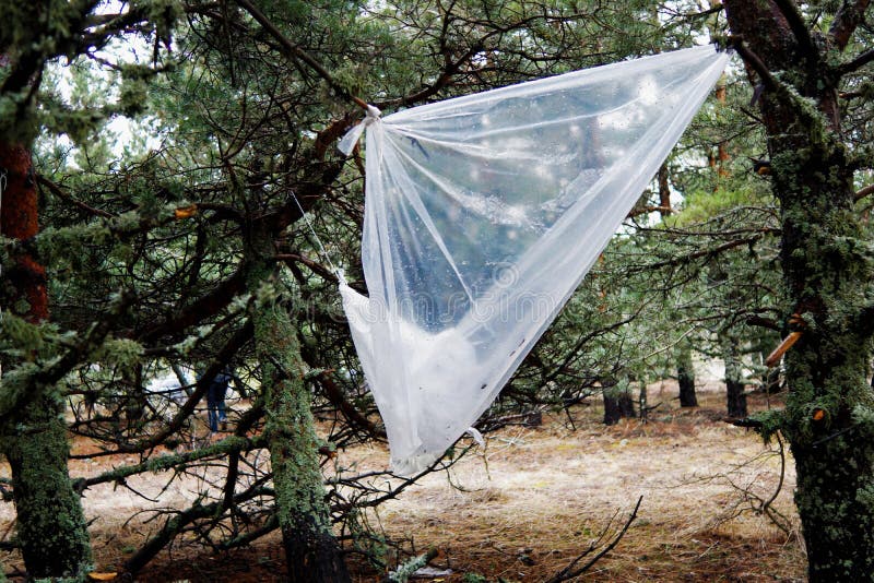 Bosque contaminado imagen de archivo. Imagen de ambiente - 58652093