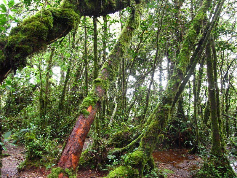 Bosque cubierto de musgo imagen de archivo. Imagen de helechos - 61961611