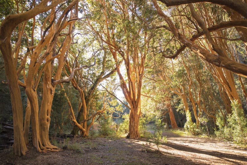 Bosque de Arrayanes foto de archivo. Imagen de angostura - 93573926
