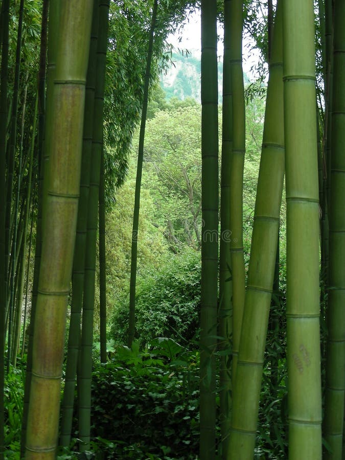 Bosque de bambú imagen de archivo. Imagen de verde, tropical - 2652303