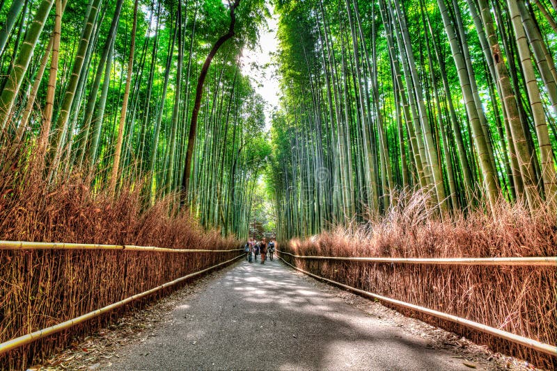 Bosque De Bambu De Arashiyama, HDR Imagem de Stock Editorial - Imagem ...